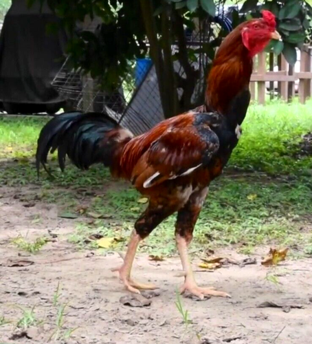 12 NPIP/AI CLEAN INDIO GIGANTE EXTRA TALL BIRDS SHOW QUALITY GRADE A ...