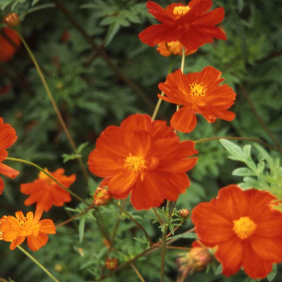 Cosmos Dwarf Red Sulphur Seeds 100 Ct Flower Cosmos SULPHUREUS USA ...