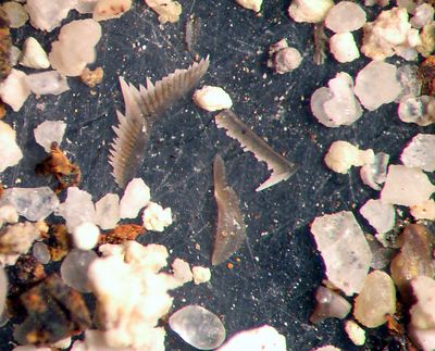 Mississippian Conodont microfossil matrix sample Chappel Limestone ...