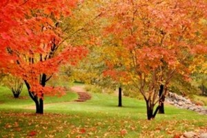 20 RUGGED CHARM TARARIUM MAPLE SEEDS - Acer tataricum Rugged Charm | eBay