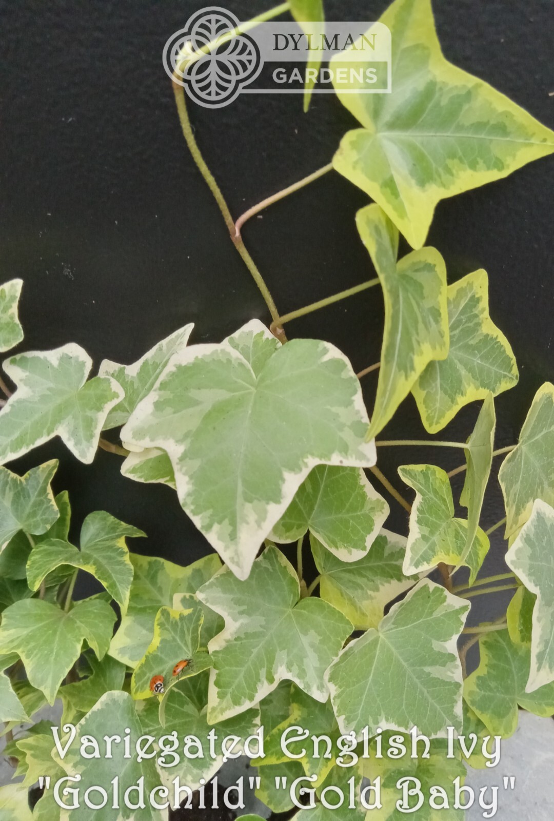 5 English Ivy 'Goldchild' Plants - Hedera helix - Size 1 Plants - Live ...