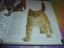 Legacy of the Cat by Gloria Stephens Hardcover Book ALL ABOUT CATS ...
