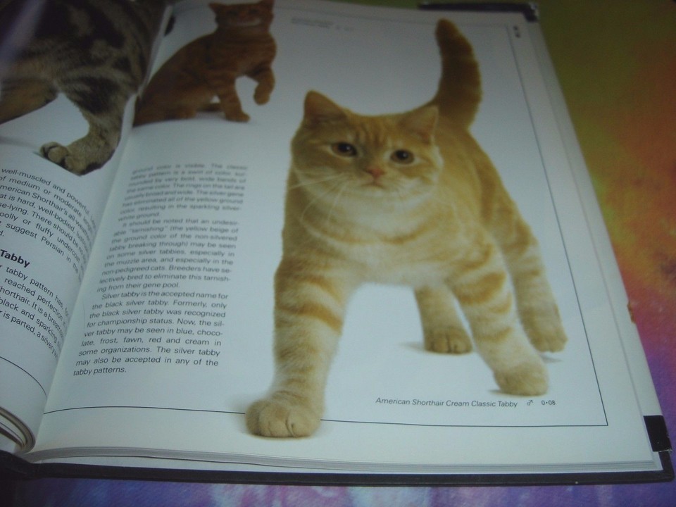 Legacy of the Cat by Gloria Stephens Hardcover Book ALL ABOUT CATS ...