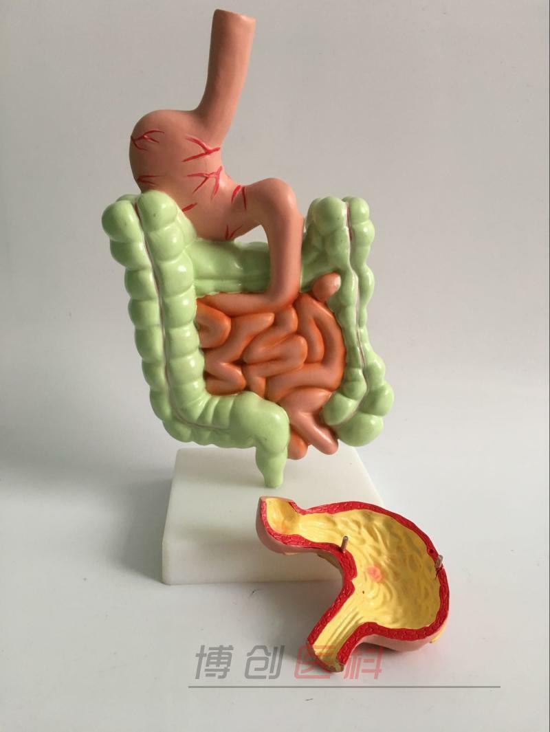 Human Digestive system Stomach anatomy model the large intestine Cecum ...
