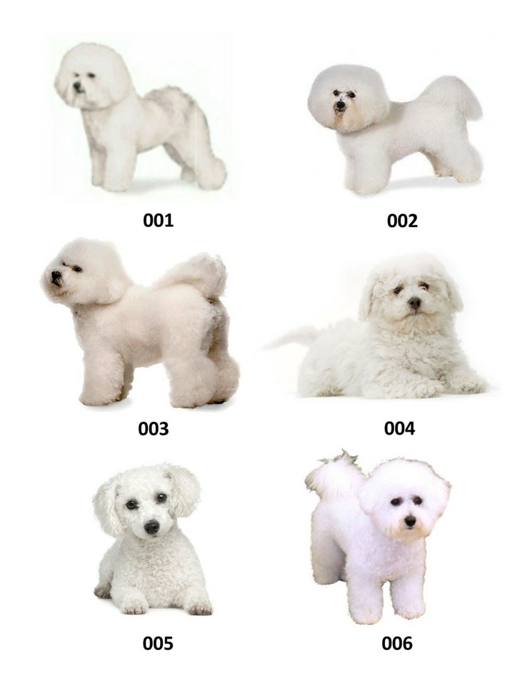 Bichon Frise Return Address Labels - Personalized | eBay