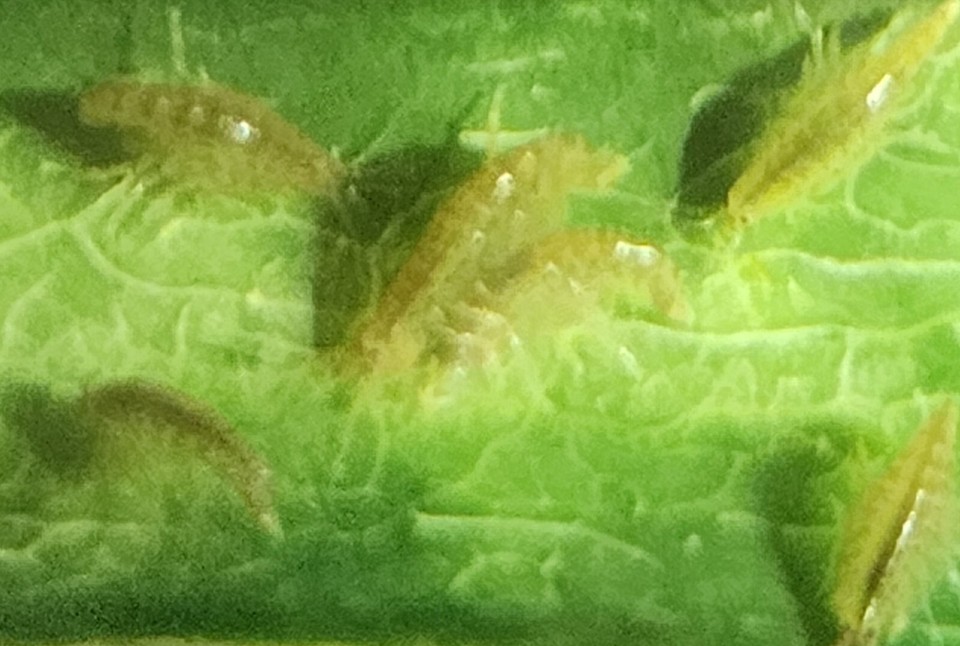 25+ Live Freshwater Scuds (Gammarus) – Clean Live Fish & Fry Food | eBay