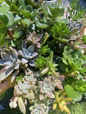 10 Unroot Different Random Succulents Live Plant, Plants Gift | eBay