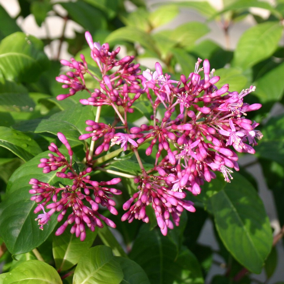 Tree Fuchsia arborescens x 6 Plug Plants | eBay UK