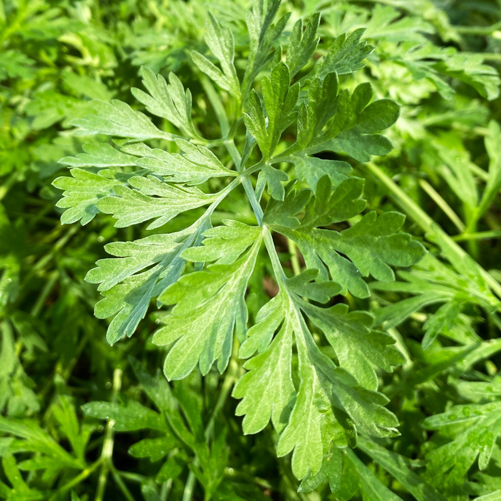 Common Mugwort Seeds | Artemisia Vulgaris Moxa Wormwood Herb Seed Free ...
