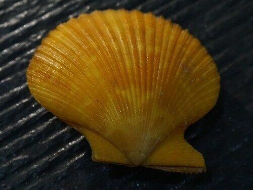 seashell Chlamys Senatoria 67.9 mm F+++/GEM " Beautiful DARK yellow ...