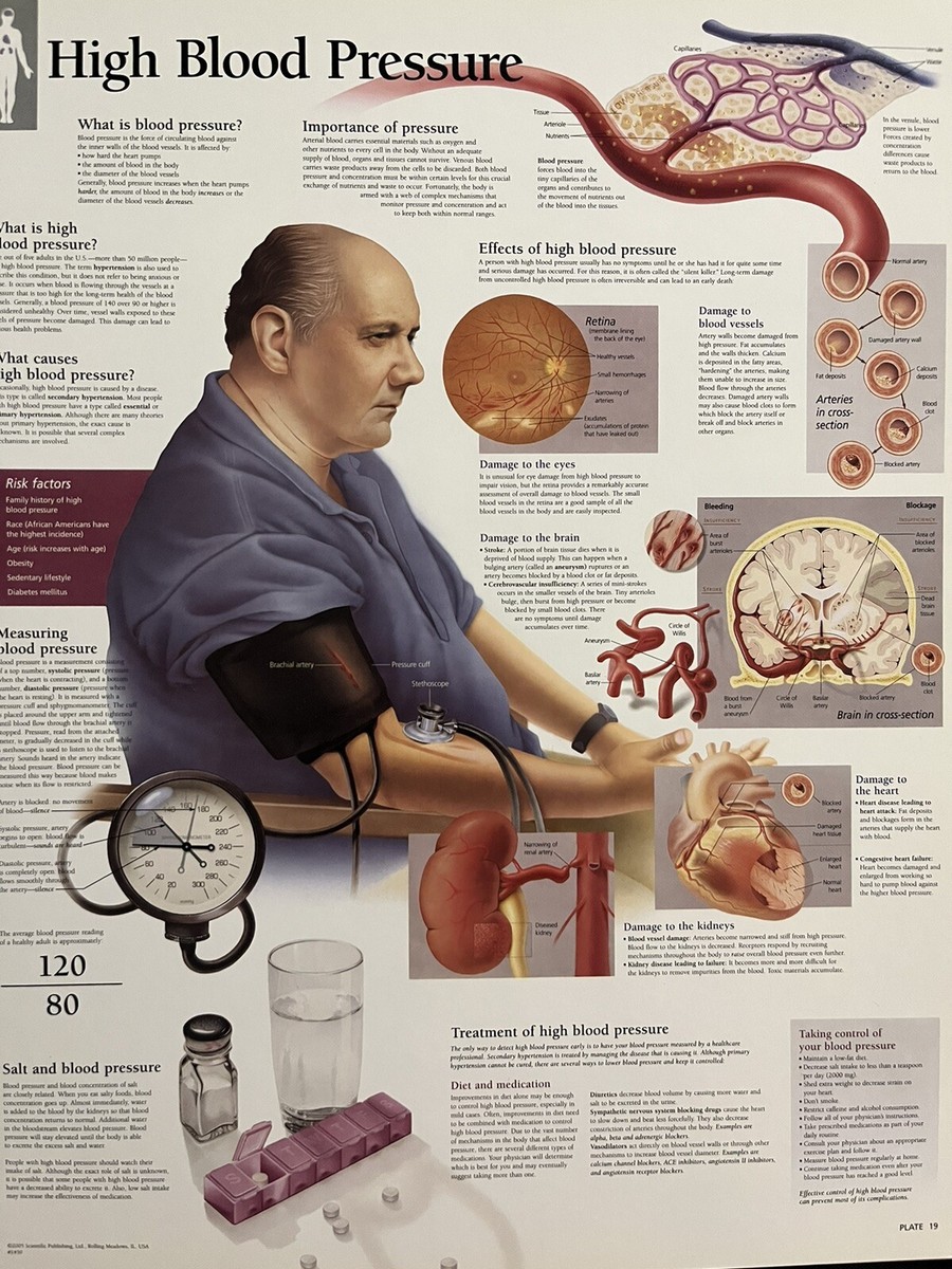Anatomy Of Blood Pressure CARDIOVASCULAR REVIEW 3: CONTROL Of BLOOD