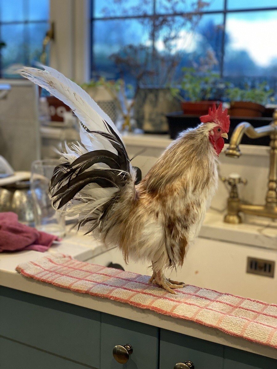 Bantams Serama A Guide To Bantam Chickens | Grubbly Farms