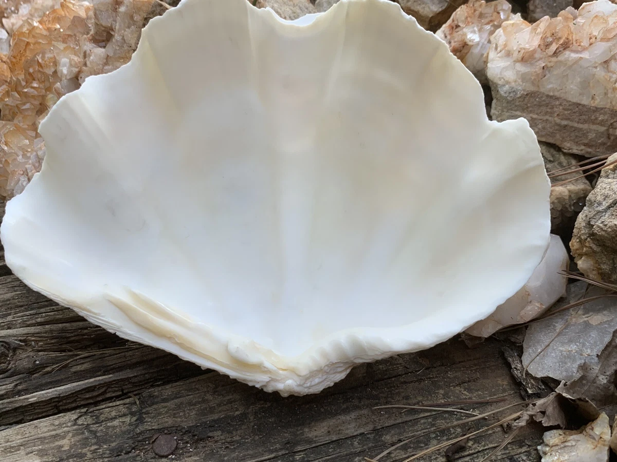 Giant Ruffled Clam Shell