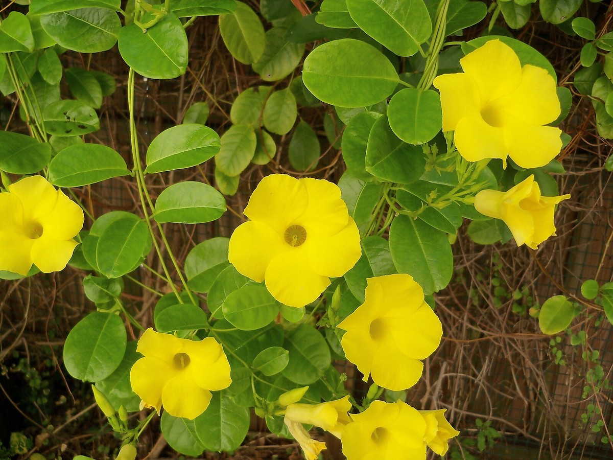 5 Petal Yellow Flower Florida | Best Flower Site