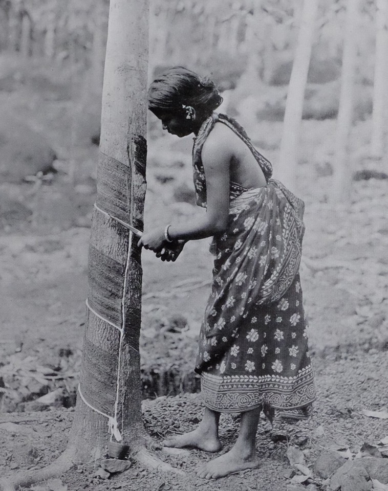c1900 ANTIQUE CEYLON PRINT ~ TAPPING RUBBER TREES | eBay