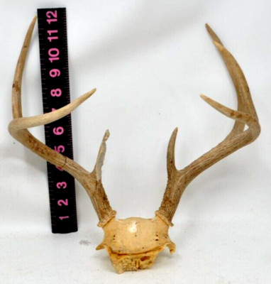 7 Point Deer Antlers Skull Rack Horns Gnarly Taxidermy B3 | eBay