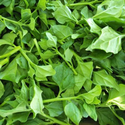 Warrigal Green Spinach 20+ Seeds HEIRLOOM vegetable garden GROUND COVER ...