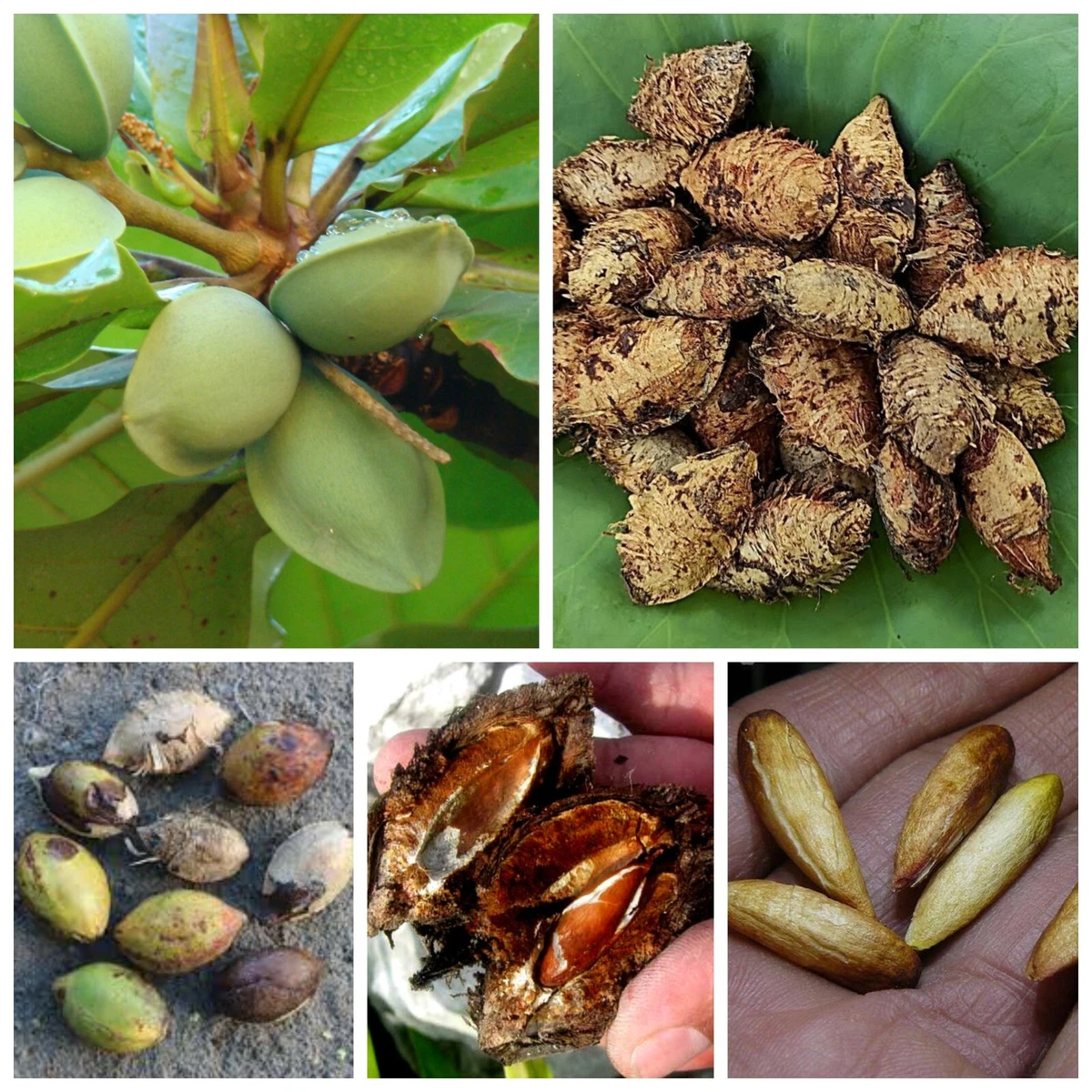 Indian Almond Tree