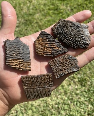 Ice Age Turtle Shell Fossils Central Florida | eBay