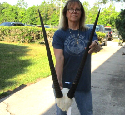 Real South African Gemsbok/Oryx Skull Plate w/29-30" horns taxidermy ...