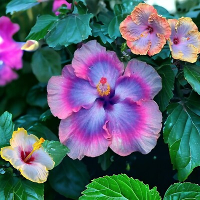 30pcs Multicolor Hibiscus Seeds - Rare Non-GMO Heirloom Variety for ...