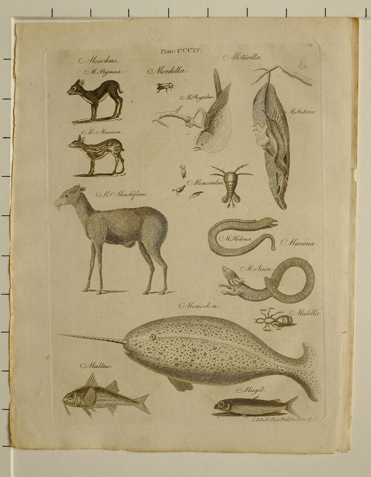 1797 ORIGINAL PRINT MOSCHUS MORDELLA MOTACILLA MONOCULUS MONODON MULLUS ...