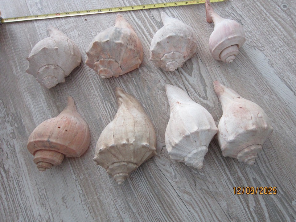 8 Beautiful Queen Conch Shells 8" to 9" | eBay