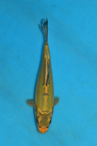 10" Midorigoi Koi A* High quality Direct from the farm! | eBay