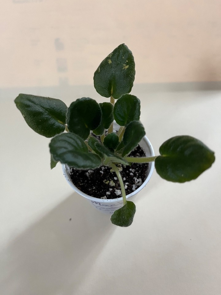 Senk’s Alchemy Morning Star, African Violet Plant, Seminimini, Trailer ...