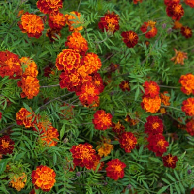 MARIGOLD FRENCH BONITA FLOWER SEEDS Flower Garden French Marigold ...