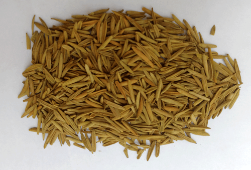 Karva Indrajau Indrayava bitter oleander Holarrhena antidysenterica ...