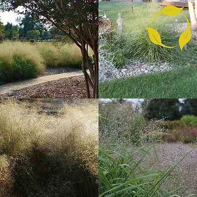 SAND LOVEGRASS Eragrostis Trichodes 100,200,400,800 SEEDS | eBay