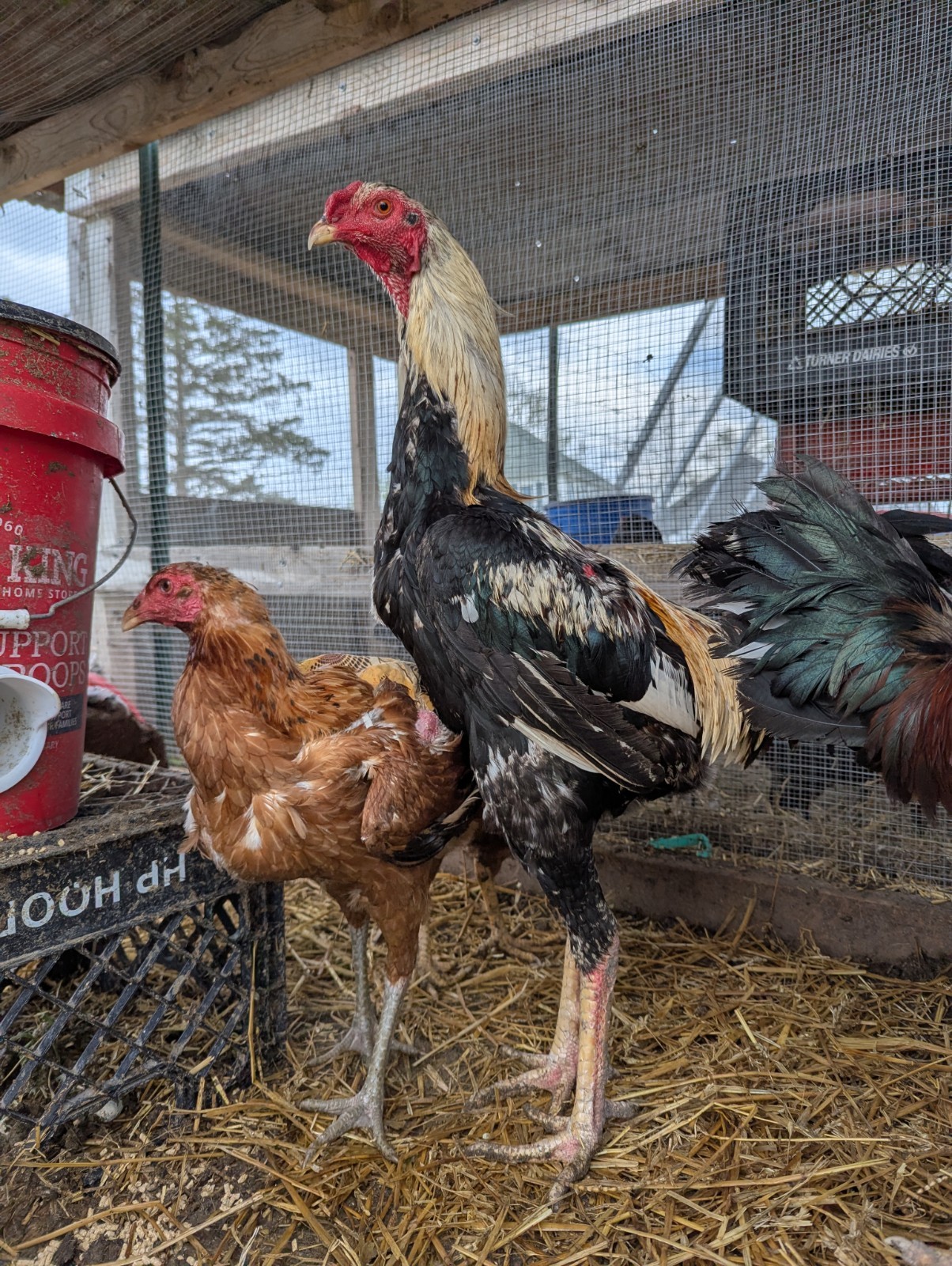 6+ Indio Gigante Hatching Eggs | Clap-A-Long Farms/Brazilian Lines NPIP ...