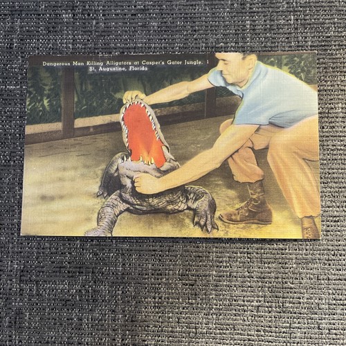 Linen Postcard St. Augustine FL~Man Eating Alligator At Caspers ...