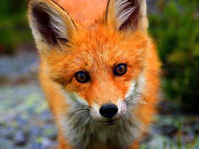BABY FOX PORTRAIT WOODLAND ANIMAL WILDLIFE PHOTO ART PRINT POSTER ...