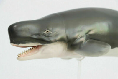 PNSO Livyatan Requena Model Prehistoric Physeteridae Cetacea Animal ...