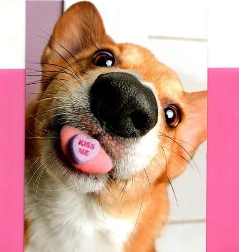 Happy Valentine's Day Welsh Corgi Kiss Me Love You Ruv You Greeting ...