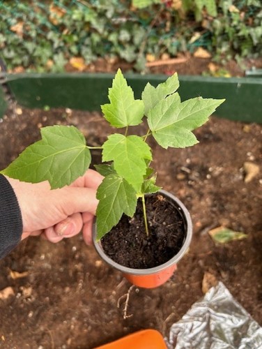 Silver Maple tree saplings/ Ornamental, Garden Tree, Bonsai small | eBay UK