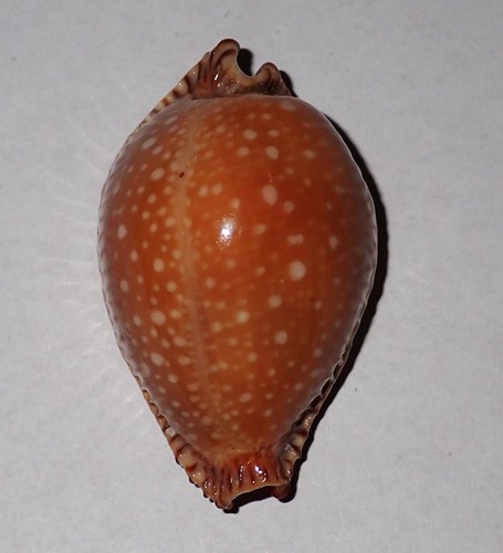 50 mm RARE Cypraea Guttata f. Surinensis Cowrie Seashell #AK2 From ...