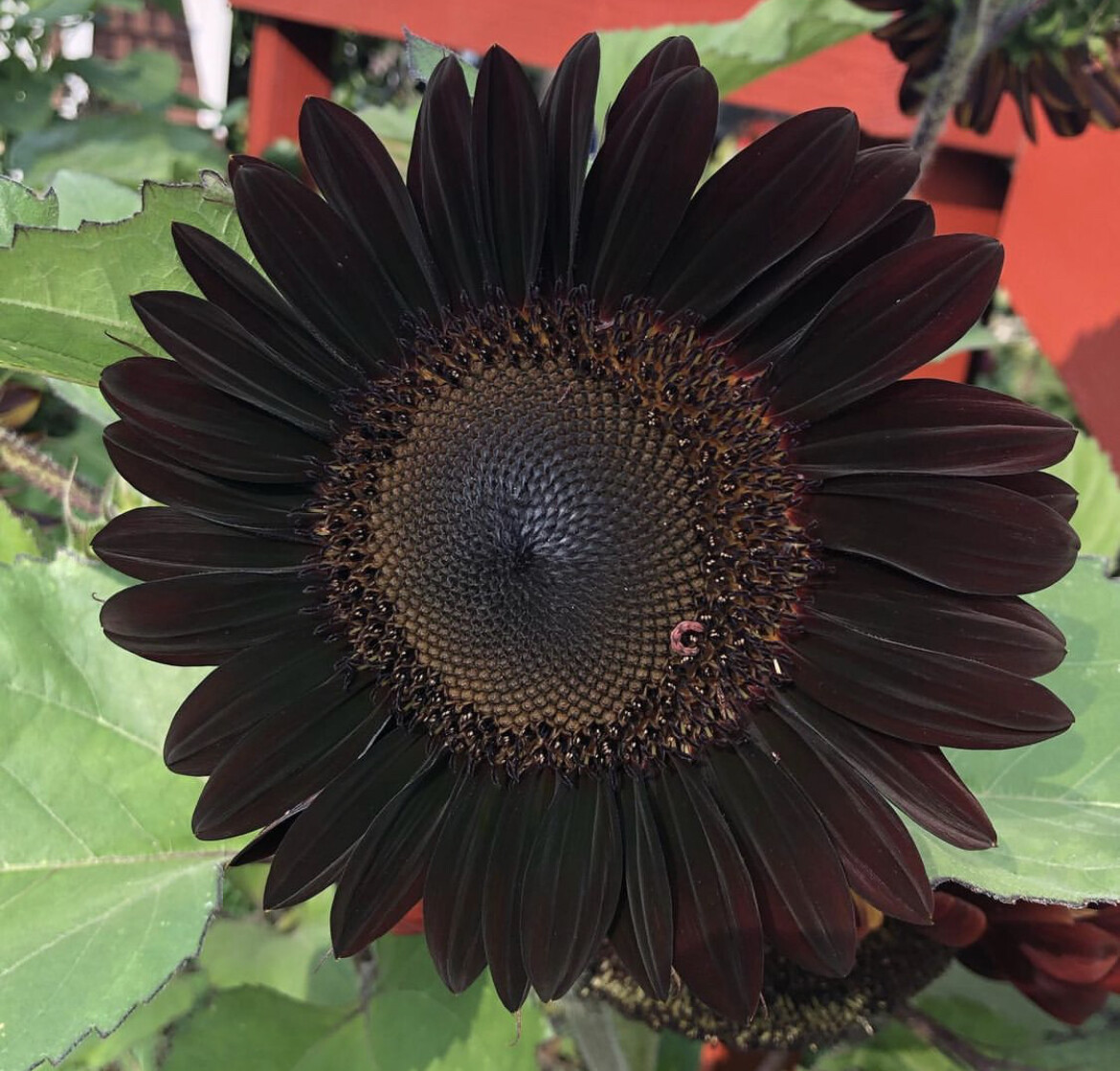 ‘Black’ Maroon Sunflower Seeds - Dark Maroon Sunflower (Limited Stock ...