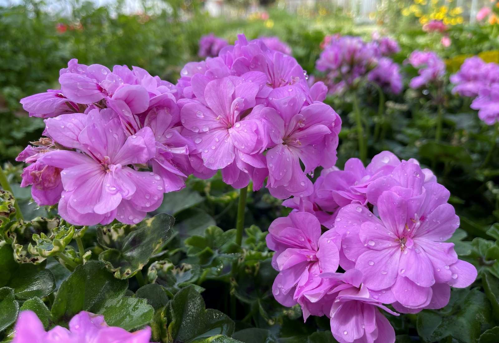 Geranium ‘Ivy League Lavender’ Live Plant - Ivy Leaf Geranium | eBay