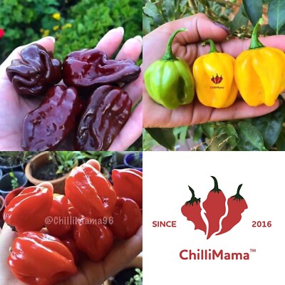 ChilliMama HABANERO Chilli MULTI-PACK 90 Seeds | Red | Yellow | Chocolate | eBay Australia