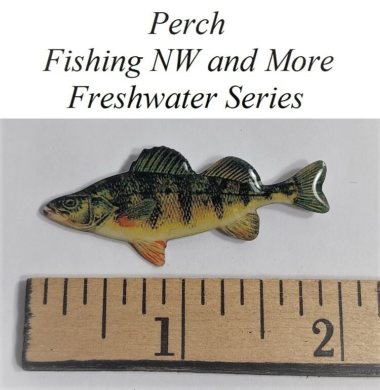 Northwest Pictures Of Perch