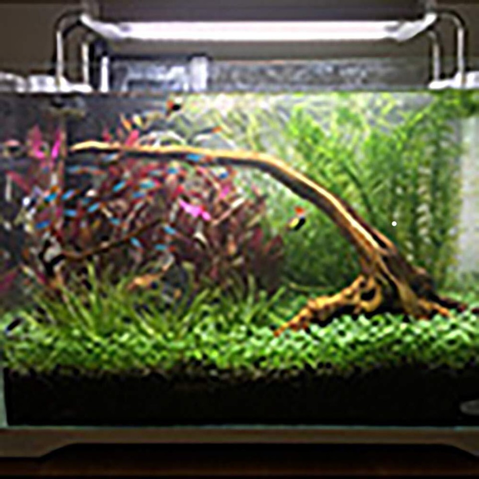 Large Driftwood for Aquarium Fish Tank Decorations Natural Assorted ...