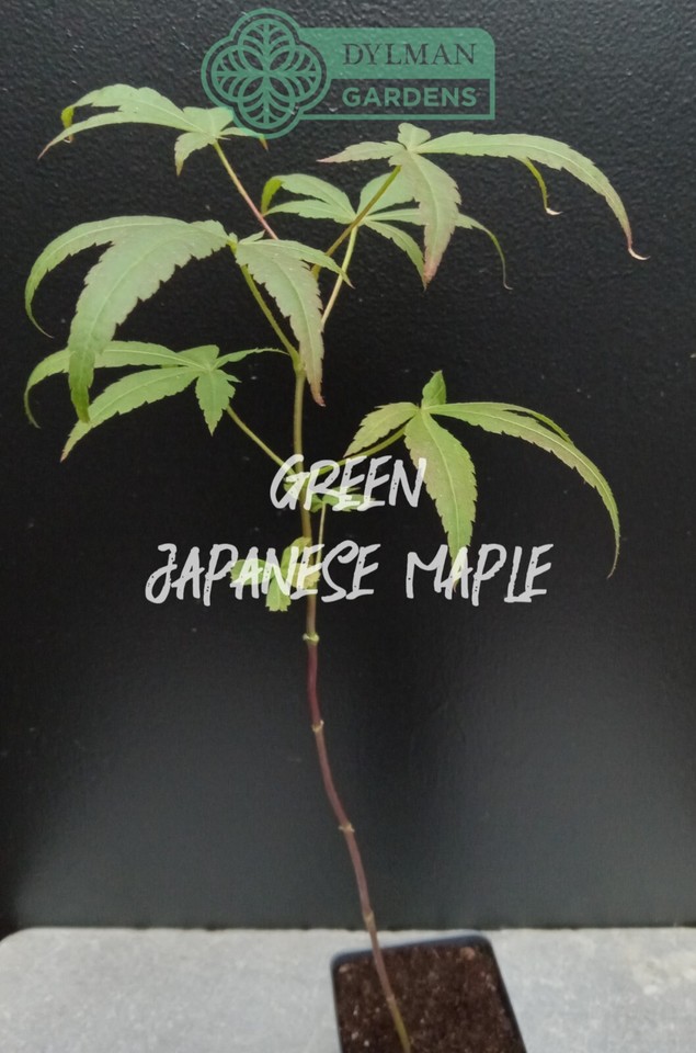 Green Japanese Maple Seedling - Acer palmatum - Live Rootstock 6 to 8 inches | eBay
