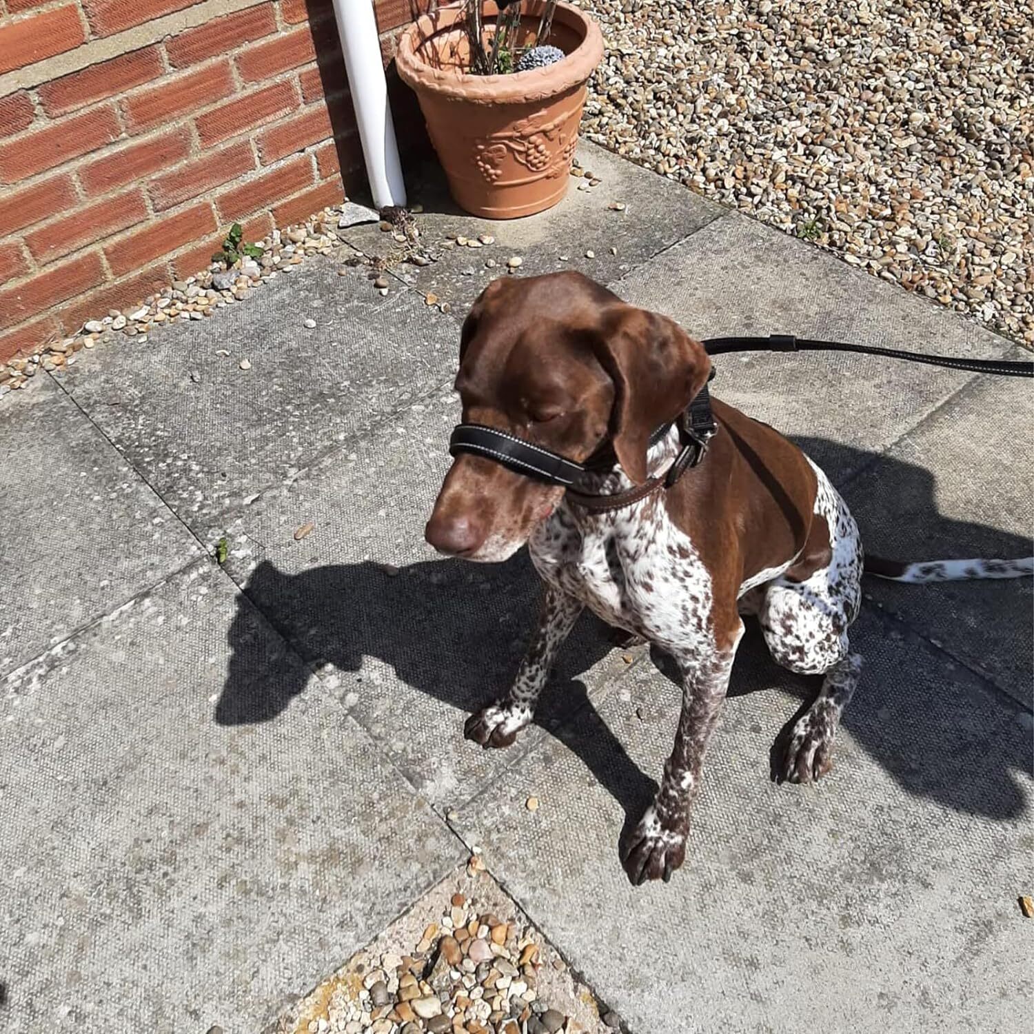 Anti Pull Figure 8 Dog Lead - (Halter Head Collar) Super Soft Braided ...