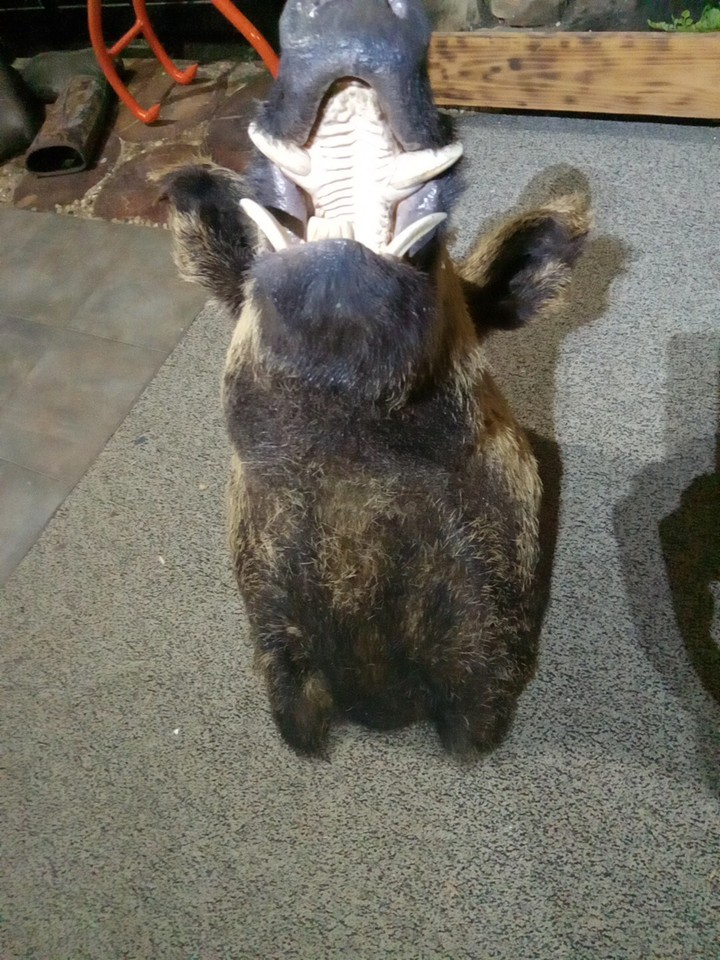 Taxidermy Trophy Wild Boar Huge Awesome Mount Hunting Decor | eBay