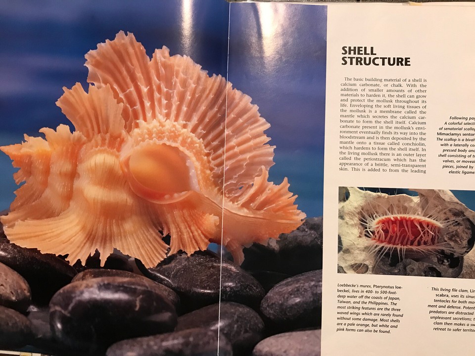 Seashells Portrait Animal World Andrew Cleave Nonfiction Sea Ocean ...