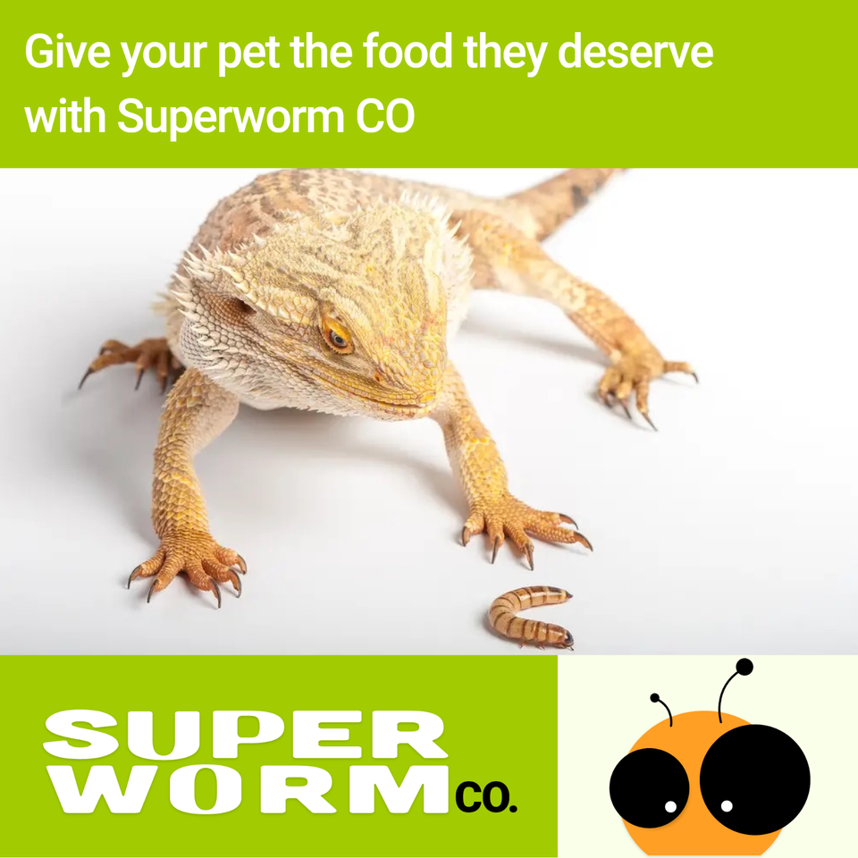 Live Superworms - 50-2000 counts - 4 different sizes | eBay