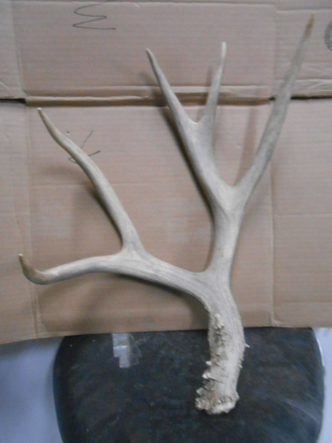HEAVY COLORADO MULE DEER ANTLER SHED whitetail rack elk mount moose ...